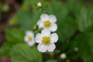 Metsäkukat Suomessa – tunnista lajit | Slow Flower Garden