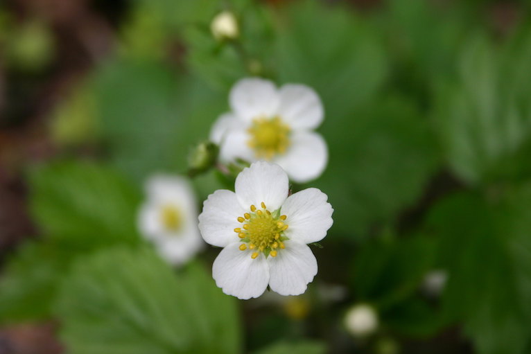 Ahomansikka – metsäkukka | Slow Flower Garden