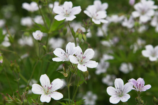 Metsäkukat Suomessa – tunnista lajit | Slow Flower Garden