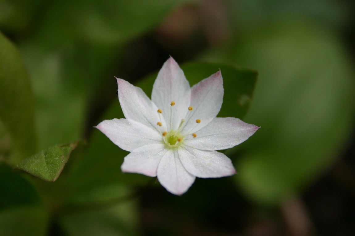 Metsäkukat Suomessa – tunnista lajit | Slow Flower Garden