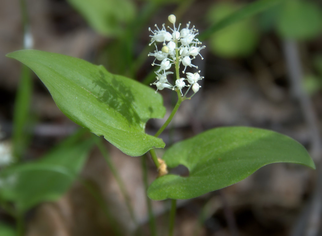 Metsäkukat Suomessa – tunnista lajit | Slow Flower Garden