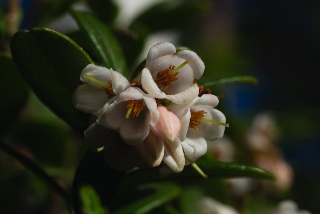 Metsäkukat Suomessa – tunnista lajit | Slow Flower Garden