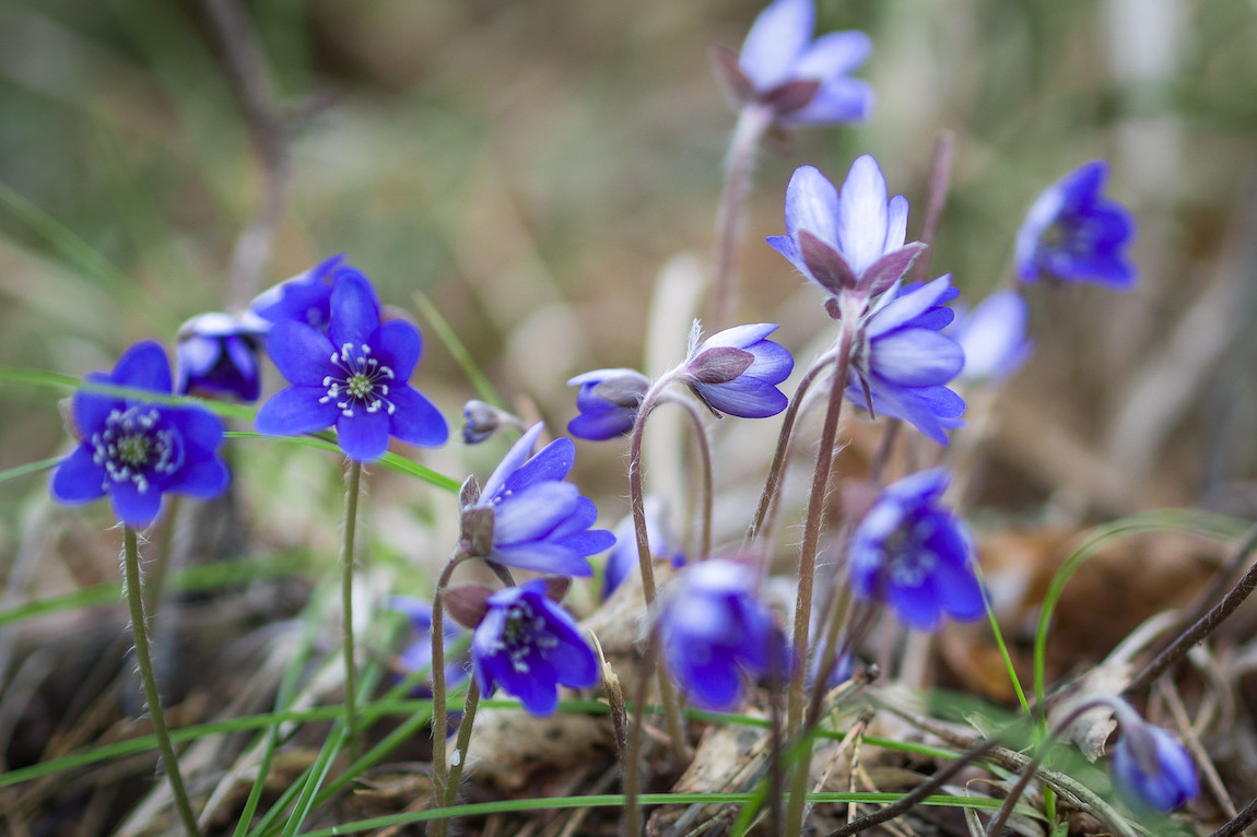 Metsäkukat Suomessa – tunnista lajit | Slow Flower Garden